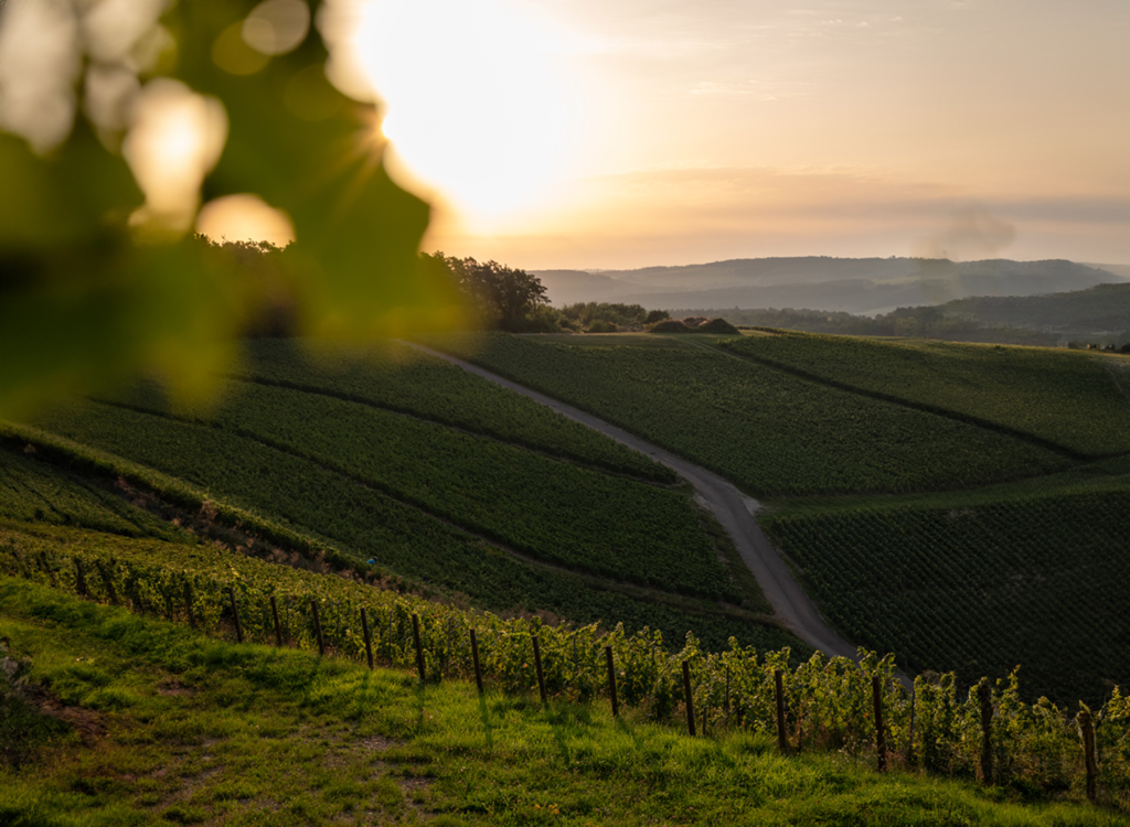 Harvest in Champagne, a quest for perfect grapes ripeness